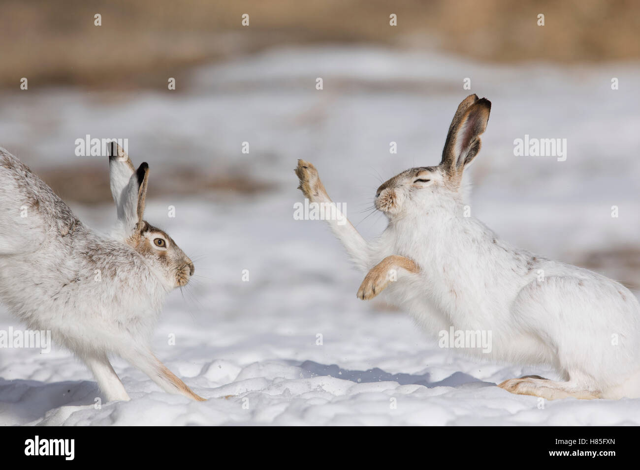 White-tailed Jack Rabbit (Lepus townsendii) pair fighting in snow ...