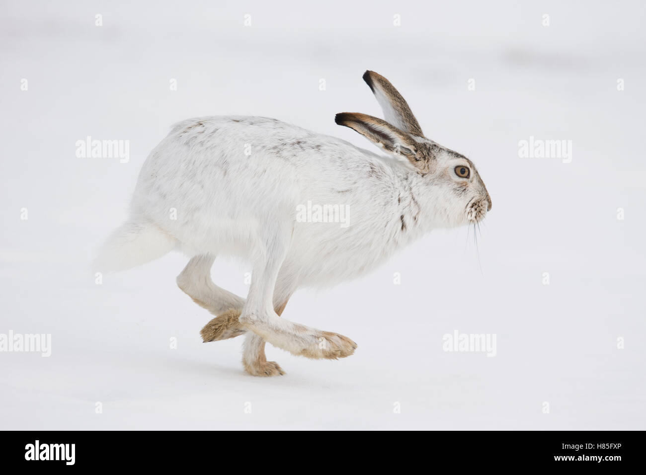 White-tailed Jack Rabbit (Lepus townsendii) running in snow, central ...