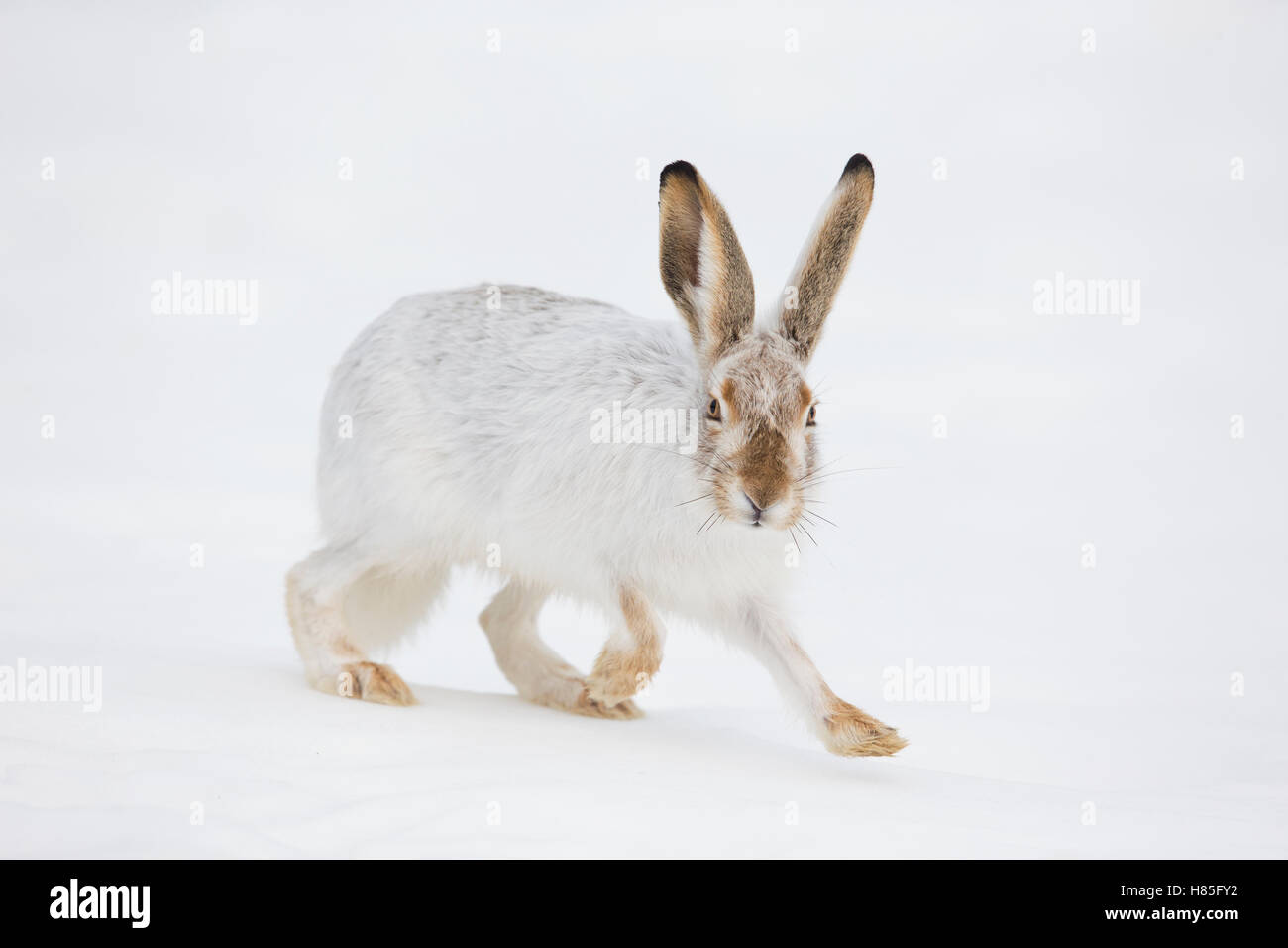 White-tailed Jack Rabbit (Lepus townsendii) running in snow, central ...