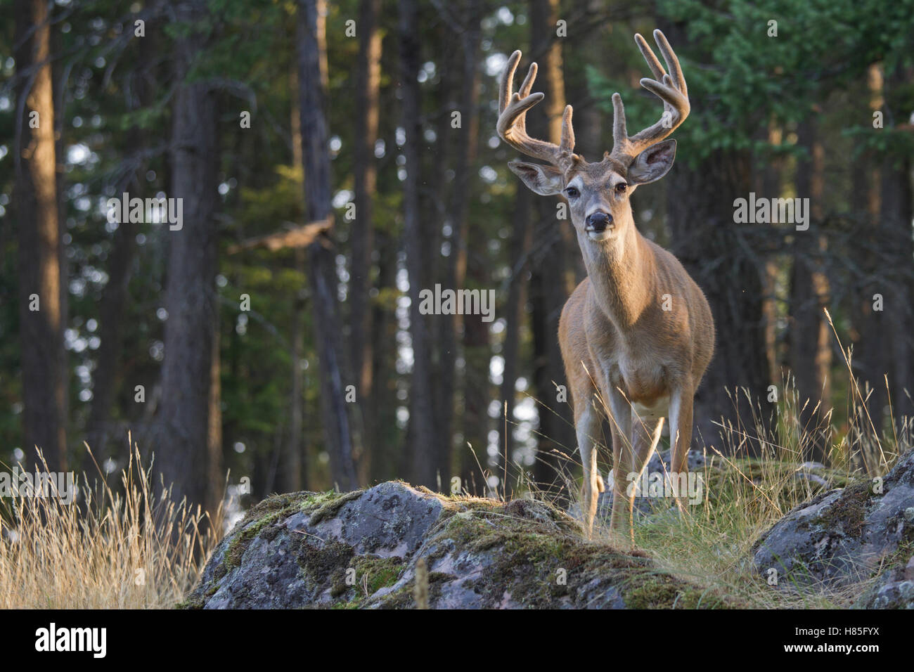 White-tailed Deer (Odocoileus virginianus) buck, western Montana Stock ...