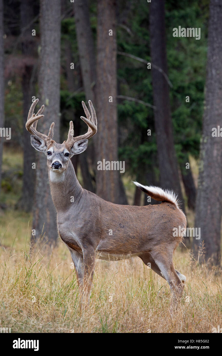 White-tailed Deer (Odocoileus virginianus) buck in defensive posture ...