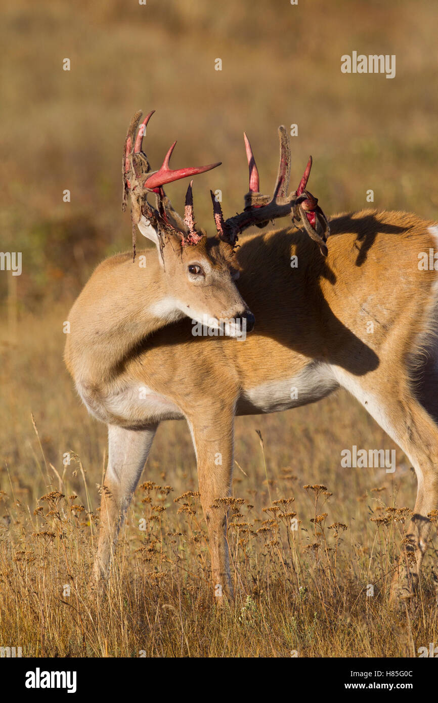 White-tailed Deer (Odocoileus virginianus) buck shedding velvet in late ...