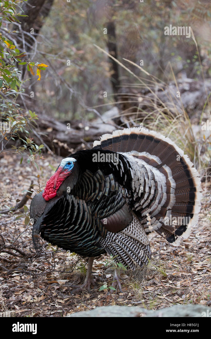 Wild Turkey (Meleagris gallopavo) male displaying, Arizona Stock Photo ...