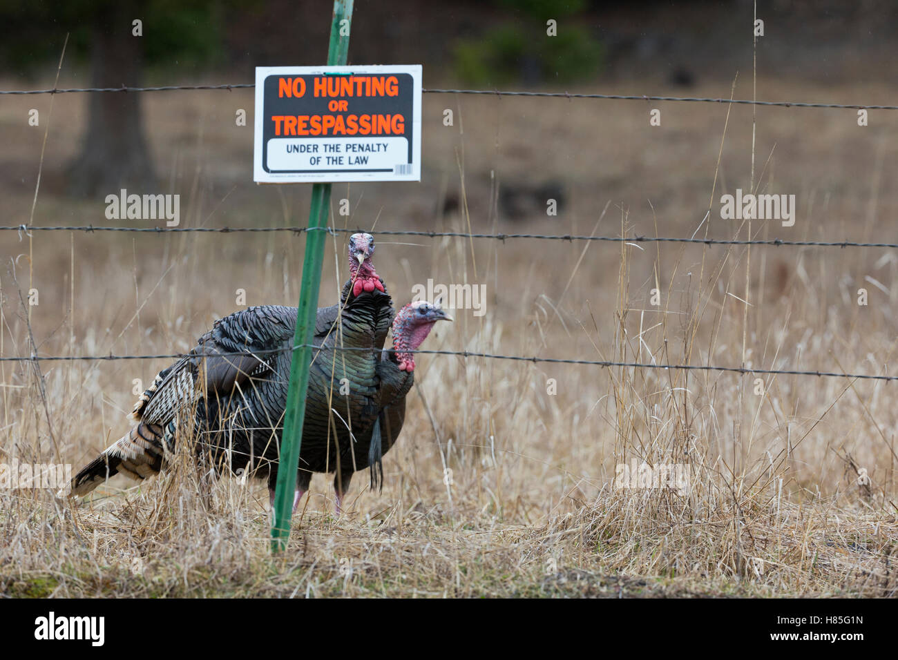 Wild Turkey (Meleagris gallopavo) pair near fence with no hunting sign ...