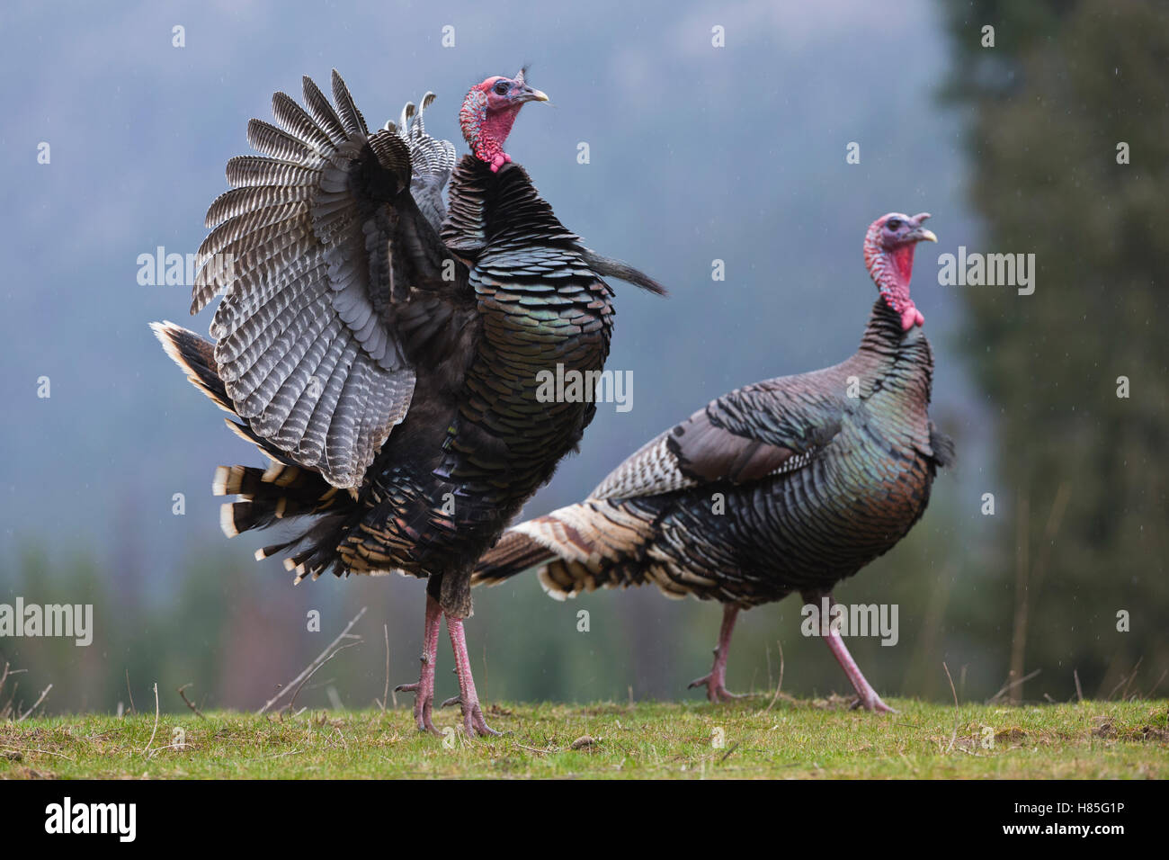 Wild Turkey (Meleagris gallopavo) flapping wings, western Montana Stock ...