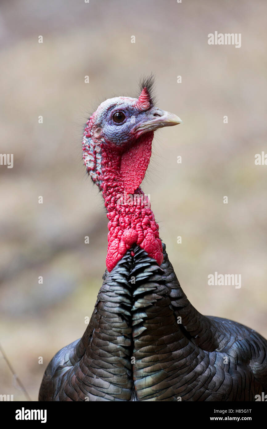Wild Turkey (Meleagris gallopavo) male, western Montana Stock Photo - Alamy