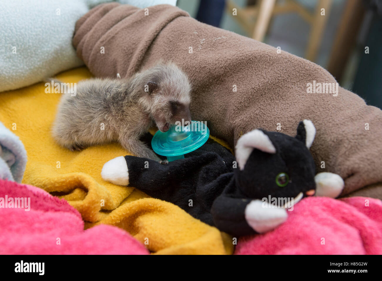 Raccoon (Procyon lotor) six day old orphaned baby sucking on pacifier ...