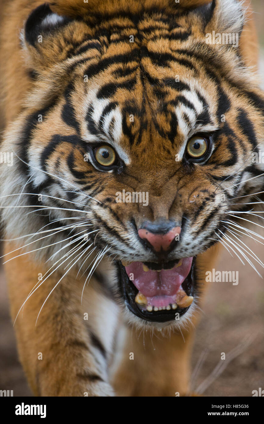 Sumatran Tiger (Panthera tigris sumatrae) male snarling, native to ...