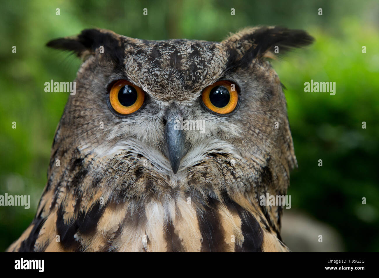 Eurasian Eagle-Owl (Bubo bubo), native to Europe and Asia Stock Photo ...