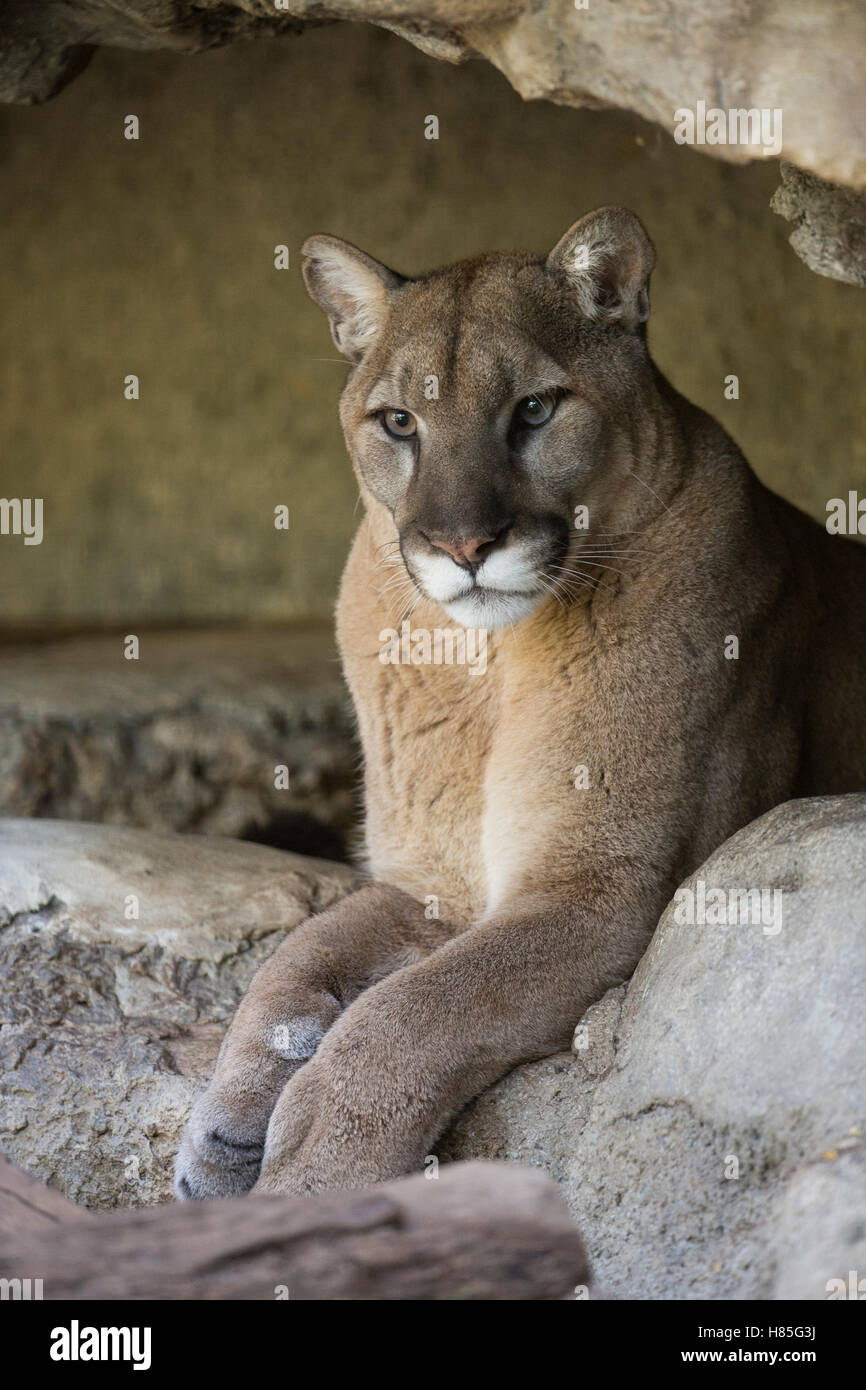 Mountain Lion (Puma concolor), native to North and South America Stock ...