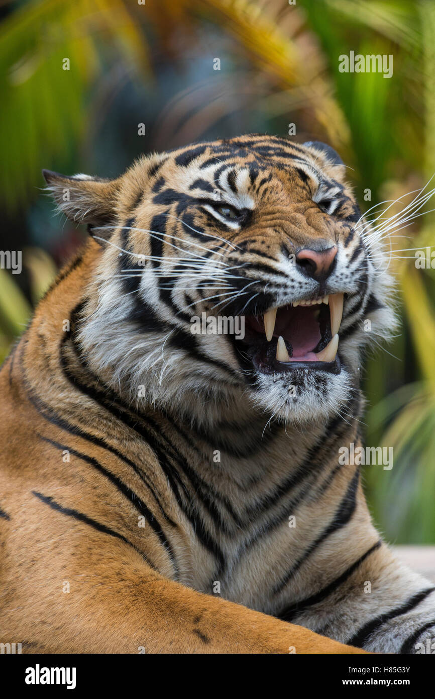 Sumatran Tiger (Panthera tigris sumatrae) snarling, native to Sumatra ...