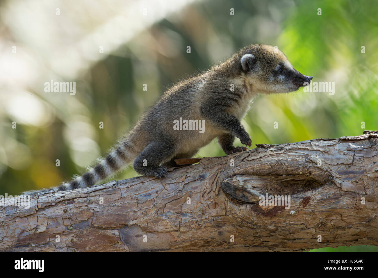 Coatimundi (Nasua nasua) young, native to South America Stock Photo - Alamy