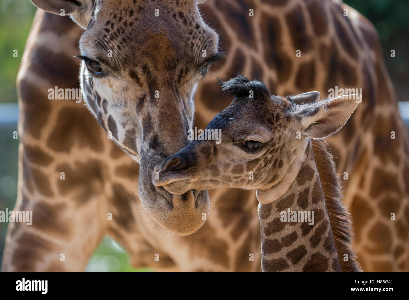 Masai Giraffe (Giraffa camelopardalis tippelskirchi) mother and calf ...