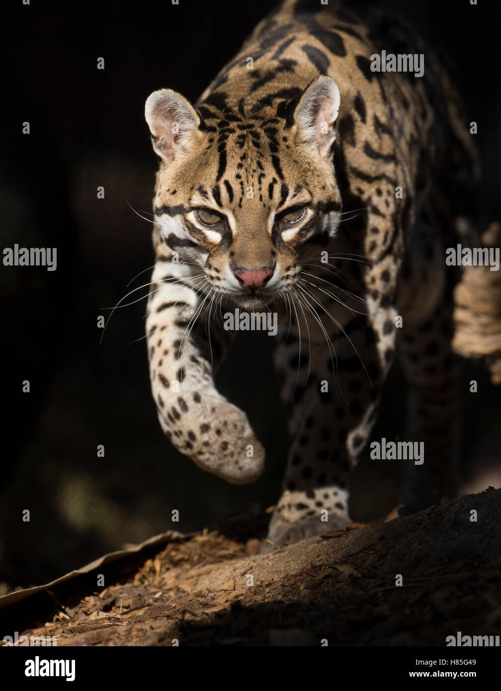 Ocelot (Leopardus pardalis), native to Central and South America Stock Photo - Alamy
