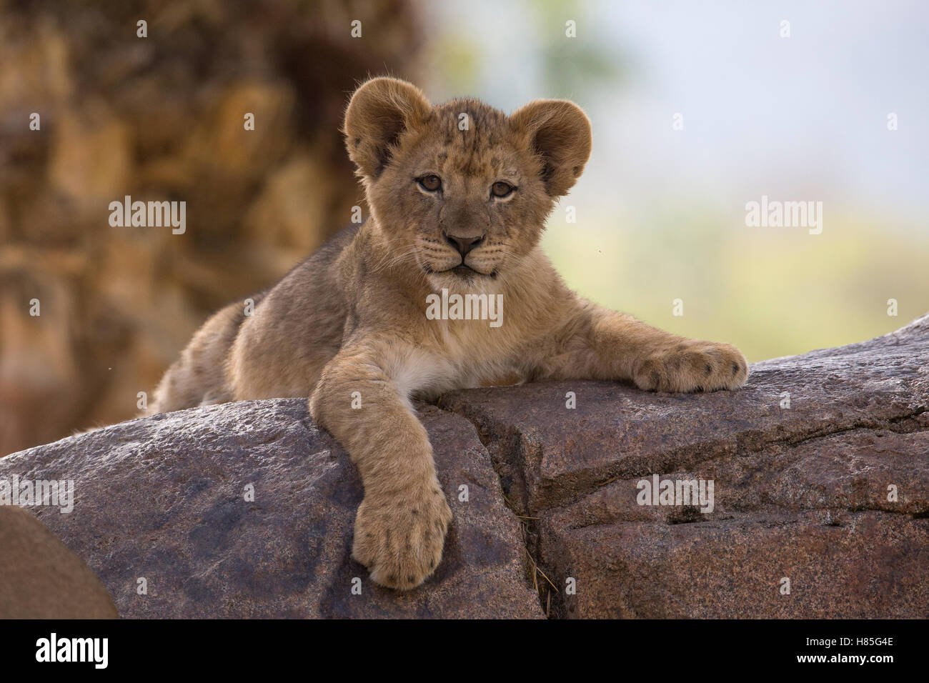 African Lion (Panthera leo) cub, native to Africa Stock Photo - Alamy