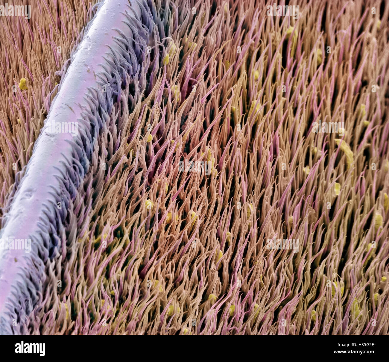 Red Palm Weevil (Rhynchophorus ferrugineus) antenna showing sensilla ...