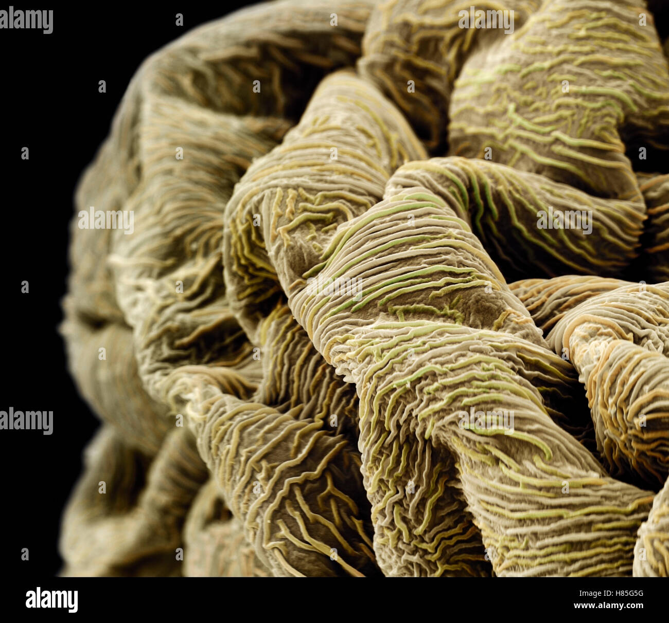 Coral Fountain (Russelia equisetiformis) anther, seen under SEM, 4000x ...