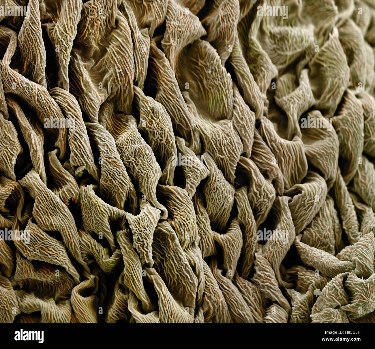 Coral Fountain (Russelia equisetiformis) anther, seen under SEM, 1436x ...