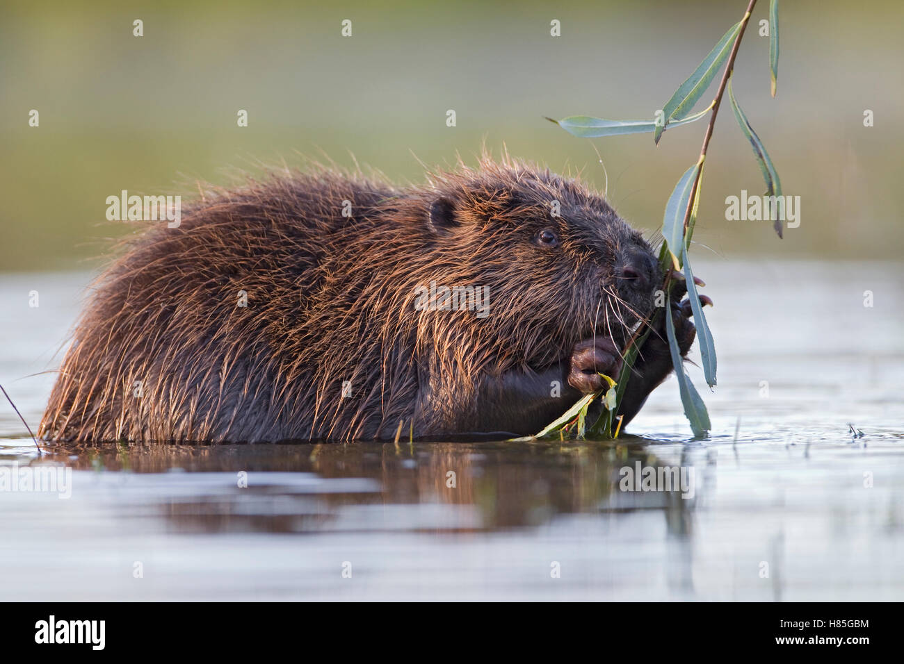 European Beaver (Castor fiber) feeding on willow twig, Bavaria, Germany ...