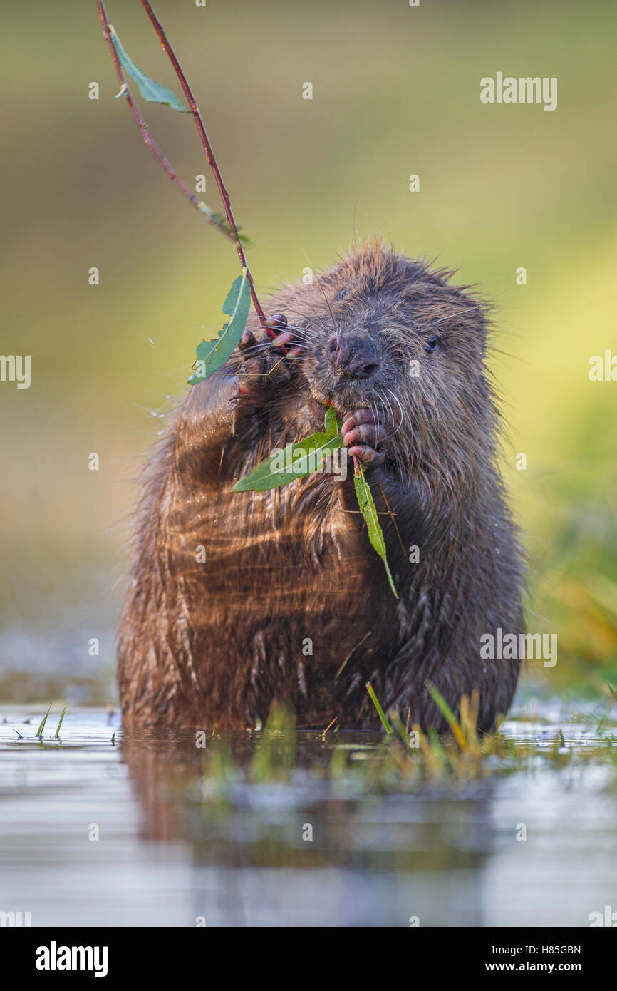 European Beaver (Castor fiber) feeding on willow twig, Bavaria, Germany ...