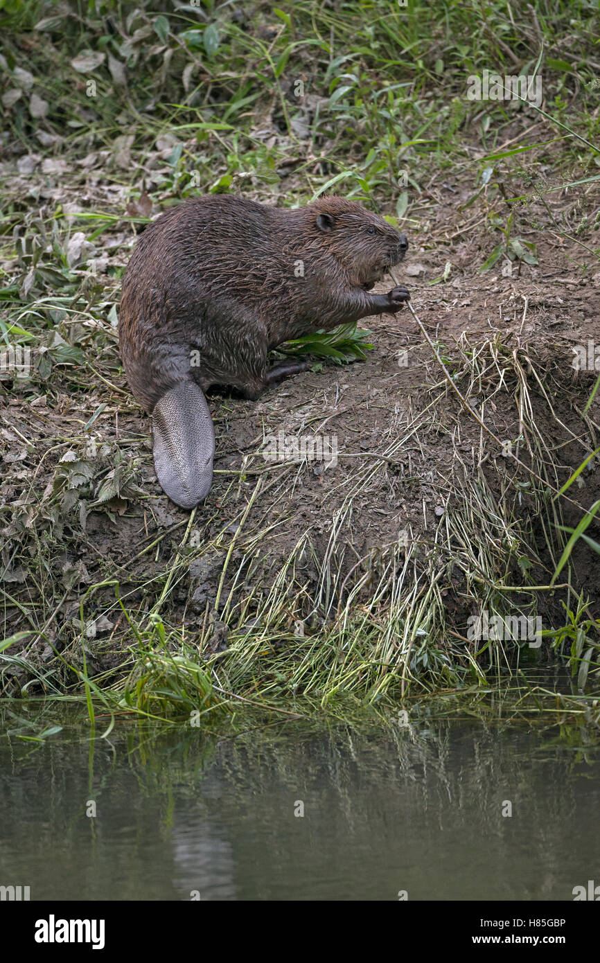 European Beaver (Castor fiber) feeding on willow twig, Switzerland ...