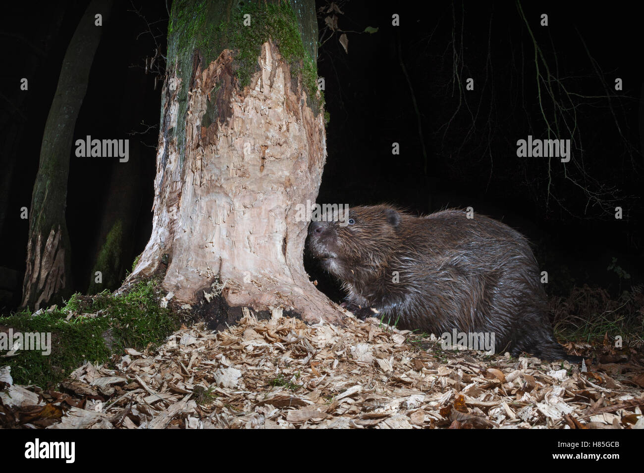 European Beaver (Castor fiber) gnawing tree at night, Spessart, Germany ...