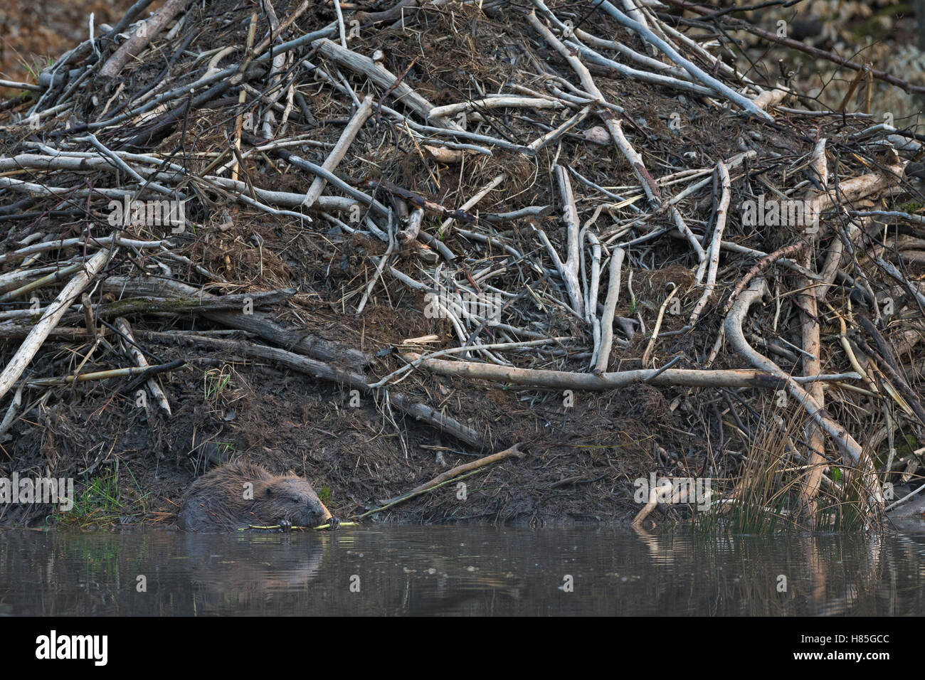 European Beaver (Castor fiber) feeding on beech twig near lodge ...
