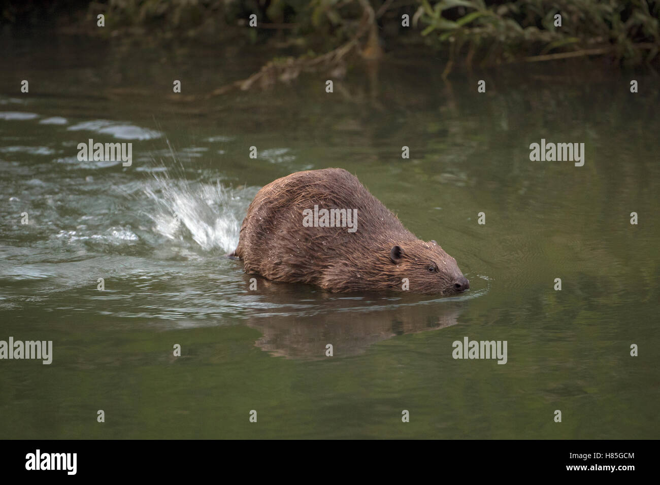 European Beaver (Castor fiber) hitting tail on water surface as ...