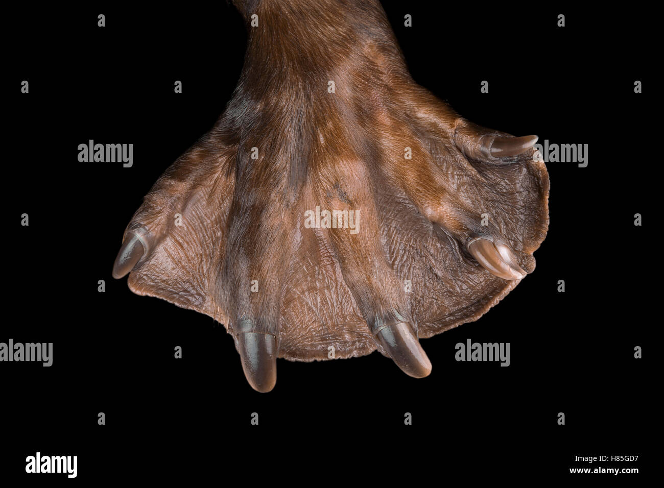 European Beaver (Castor fiber) webbed foot with grooming claw visible ...