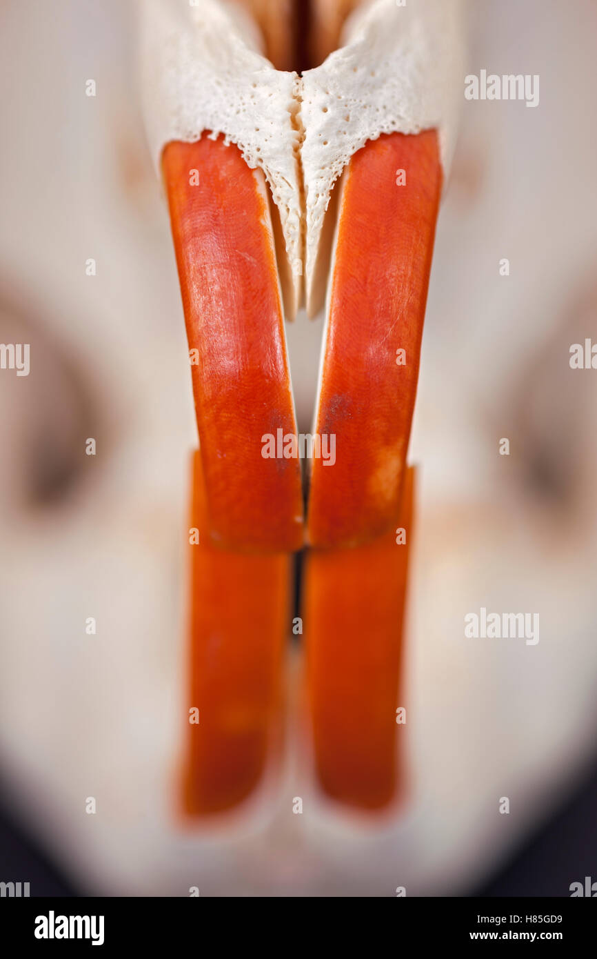 European Beaver (Castor fiber) teeth, Germany Stock Photo - Alamy