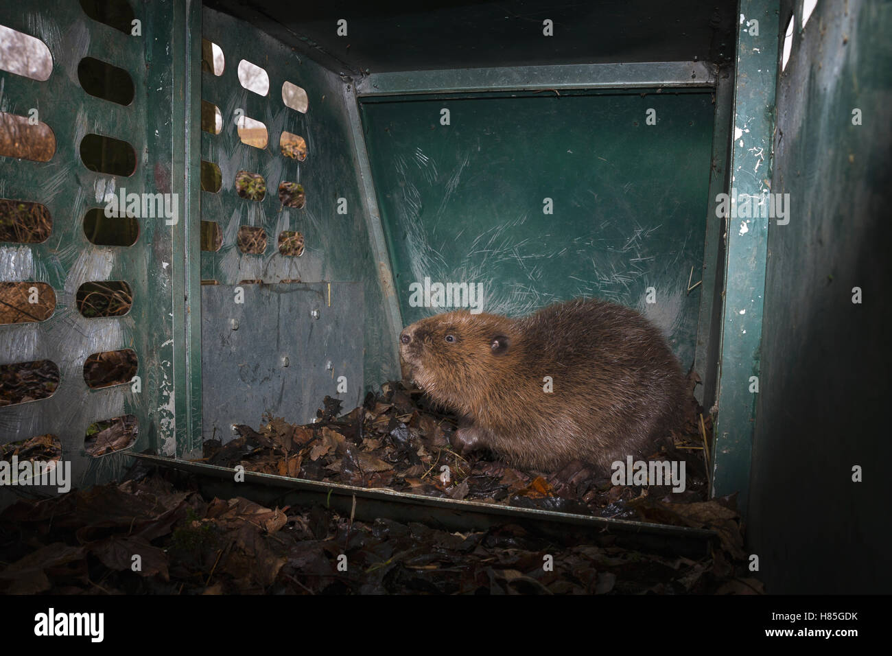 European Beaver (Castor fiber) caught in trap, part of beaver ...