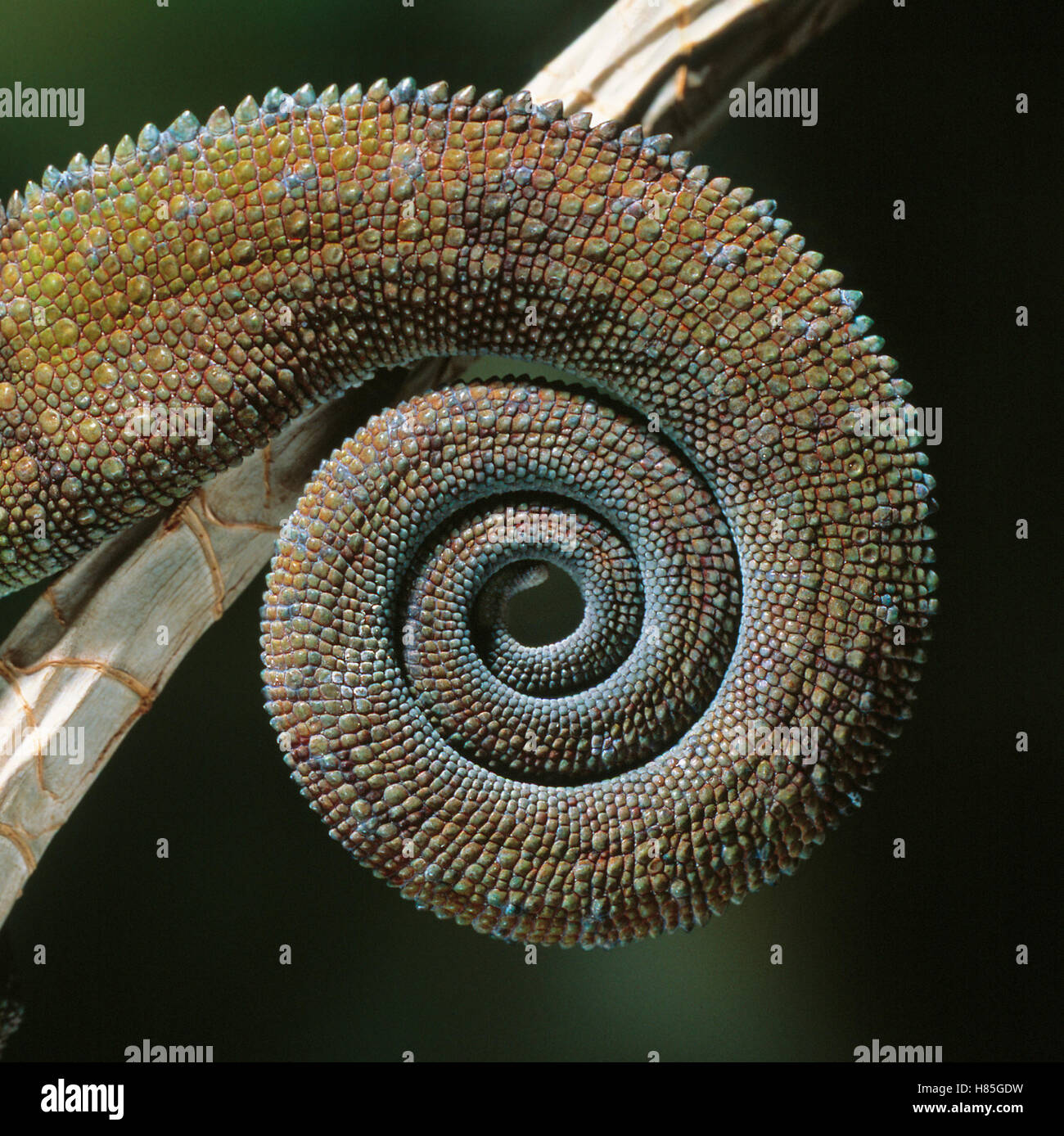 Chameleon (Chamaeleonidae) tail Stock Photo - Alamy
