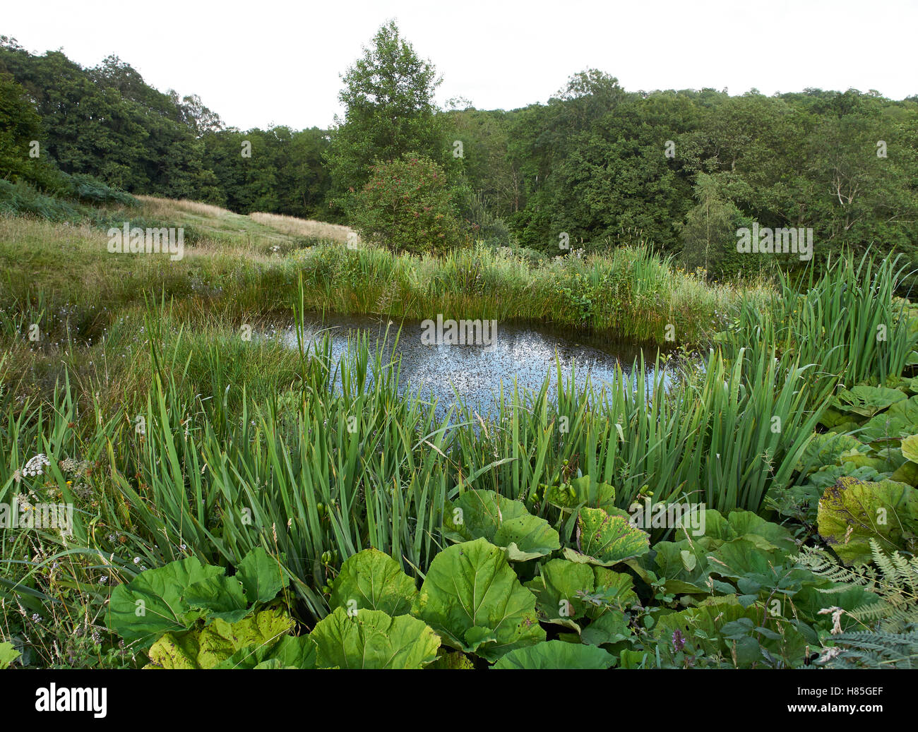 Pond, Sussex, England Stock Photo - Alamy