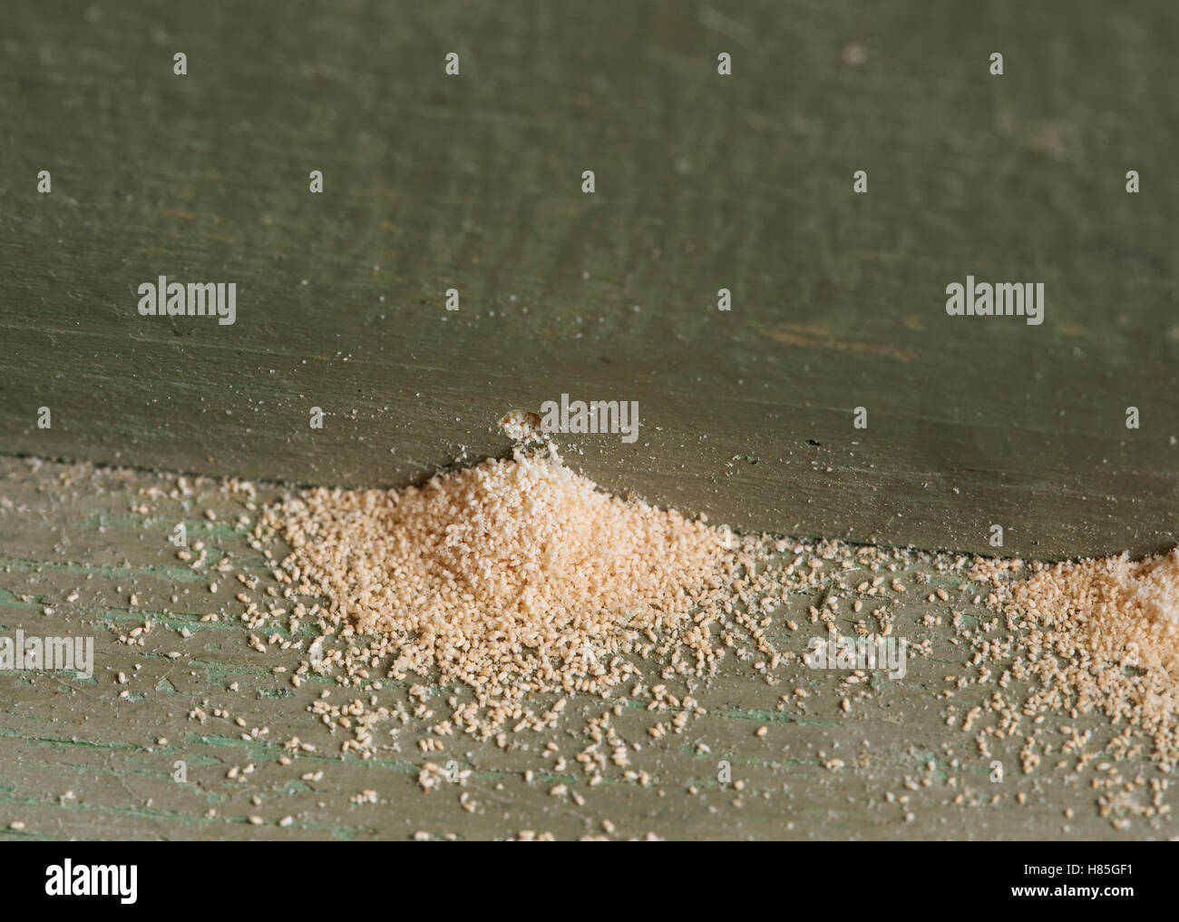 Furniture Beetle (Anobium punctatum) hole and wood dust created by ...