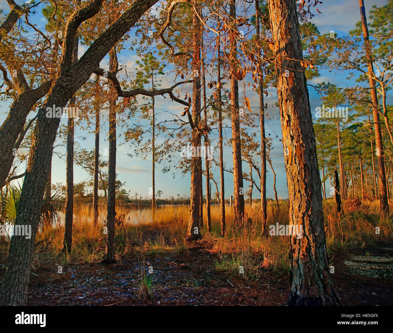 Longleaf Pine (Pinus palustris) trees, Ochlockonee River State Park ...