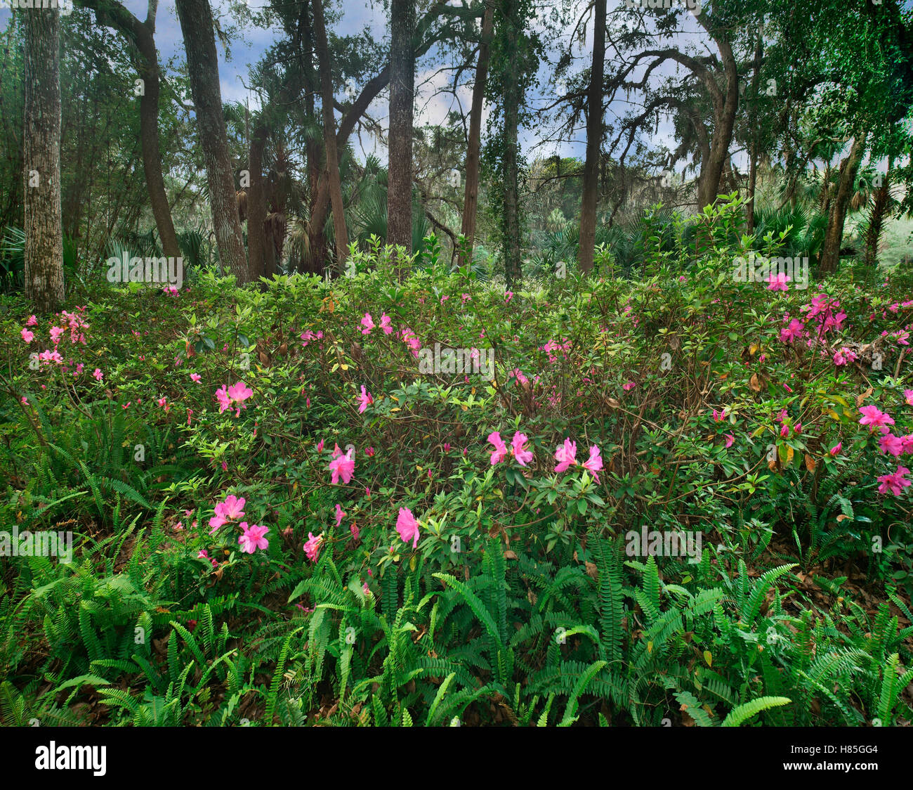 Rhododendron (Rhododendron sp) flowering in subtropical forest, Rainbow ...