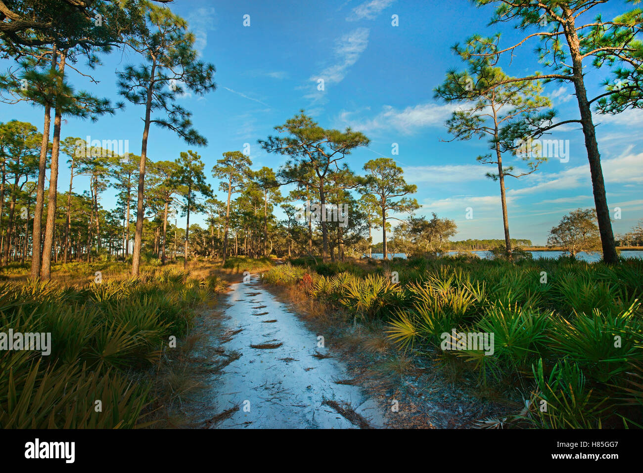Riverside path with pines, Ochlockonee River State Park, Florida Stock ...
