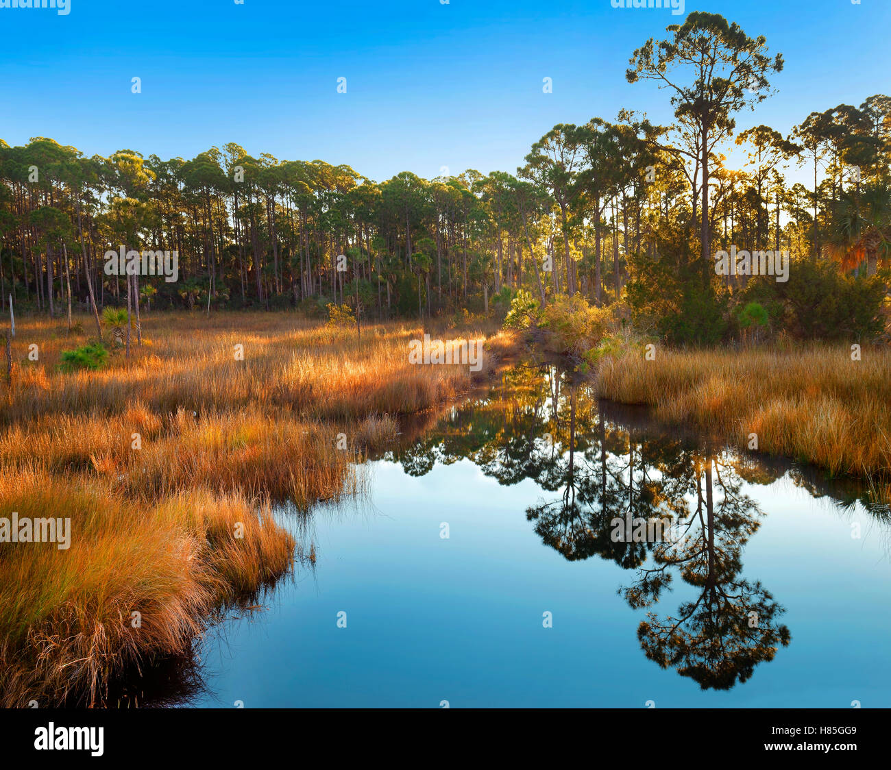 Marsh and trees at sunrise, Saint Joseph Peninsula, Florida Stock Photo ...