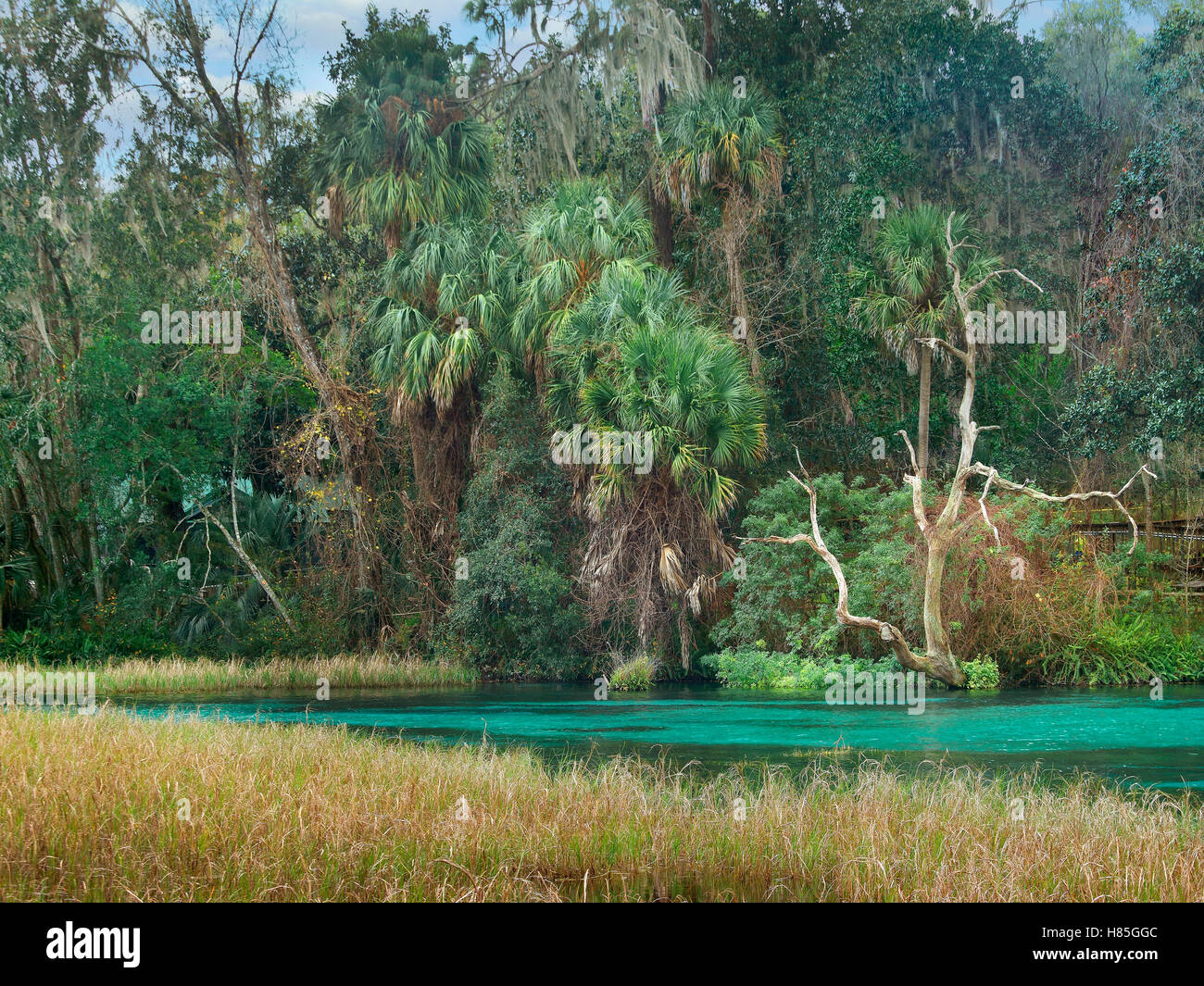 Subtropical forest and marsh, Rainbow Springs State Park, Florida Stock ...