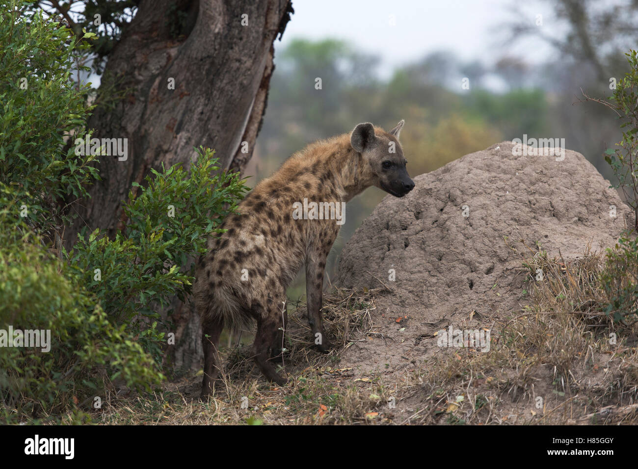 Spotted Hyena (Crocuta crocuta), Sabi-sands Game Reserve, South Africa ...