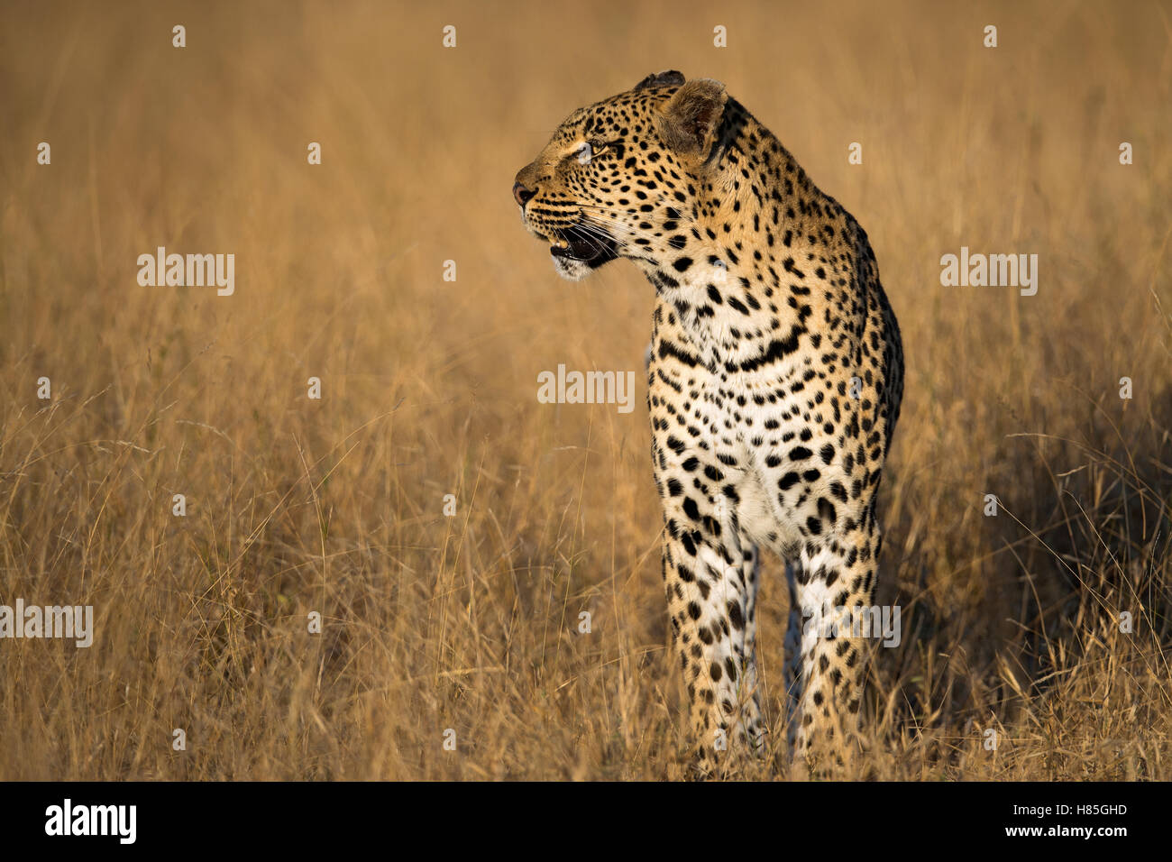Leopard (Panthera pardus), Sabi-sands Game Reserve, South Africa Stock ...