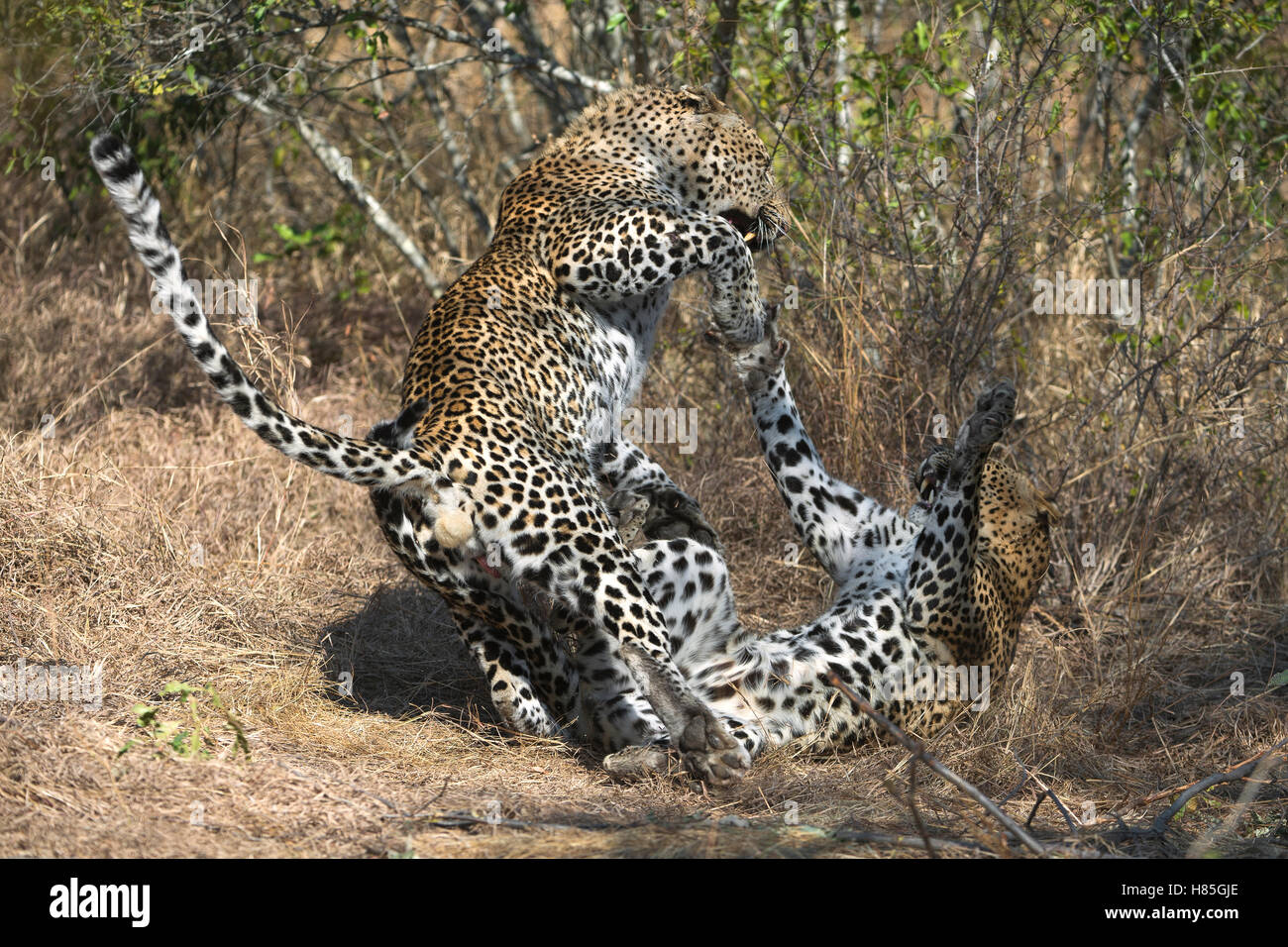 Leopard (Panthera pardus) males fighting, Sabi-sands Game Reserve ...