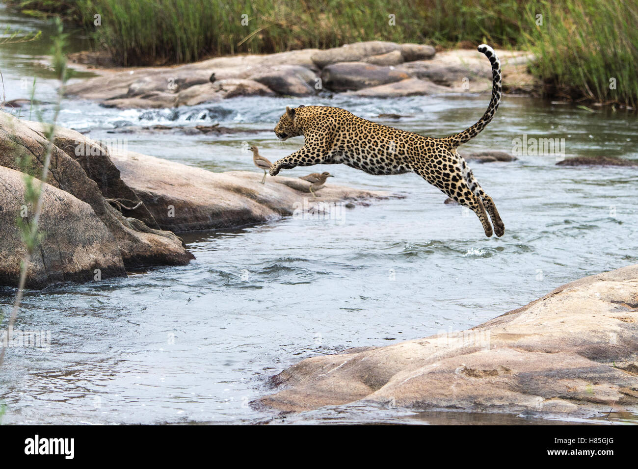 Leopard (Panthera pardus) jumping over river, Sabi-sands Game Reserve ...