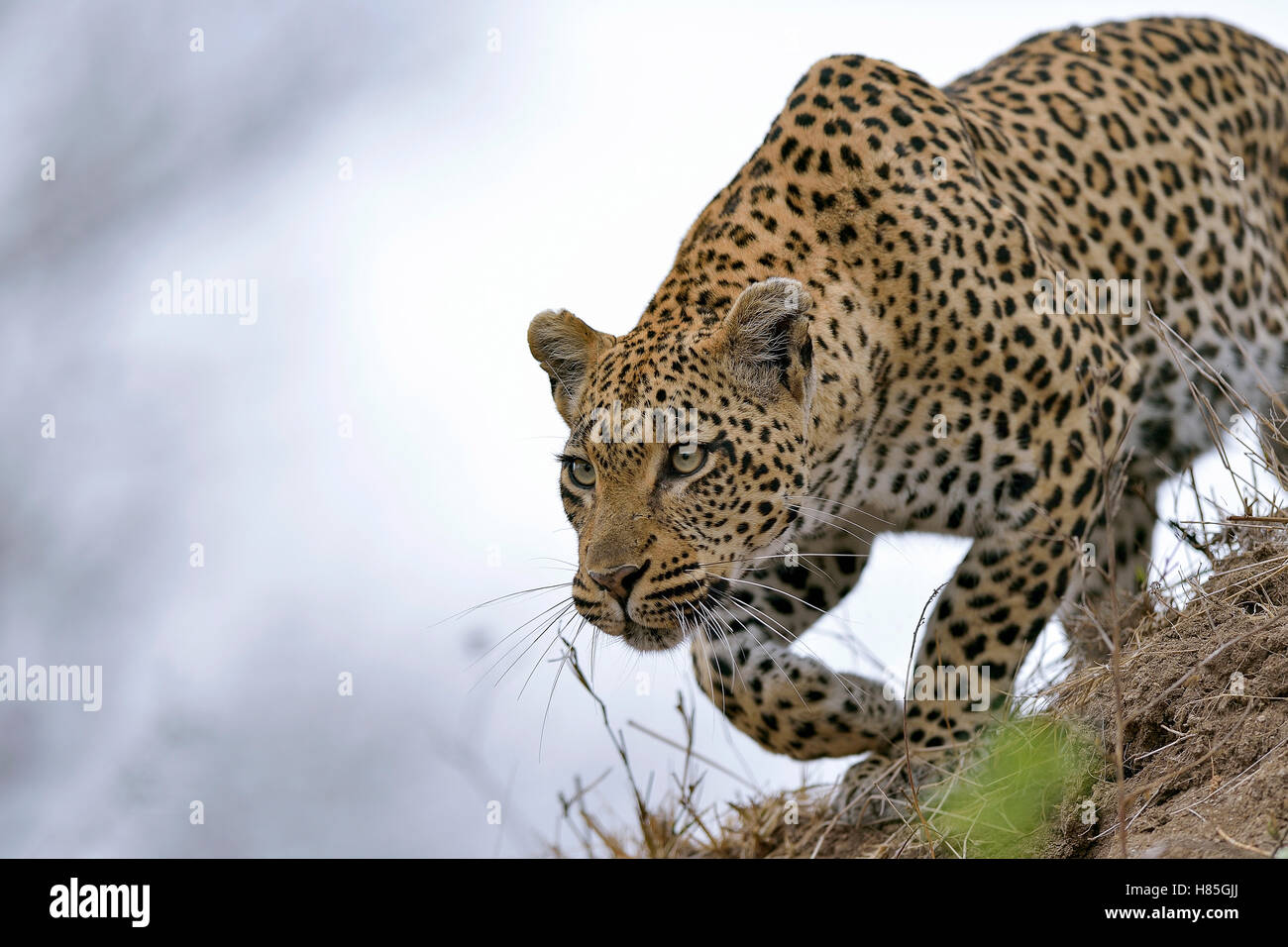Leopard (Panthera pardus) stalking, Sabi-sands Game Reserve, South Africa Stock Photo - Alamy