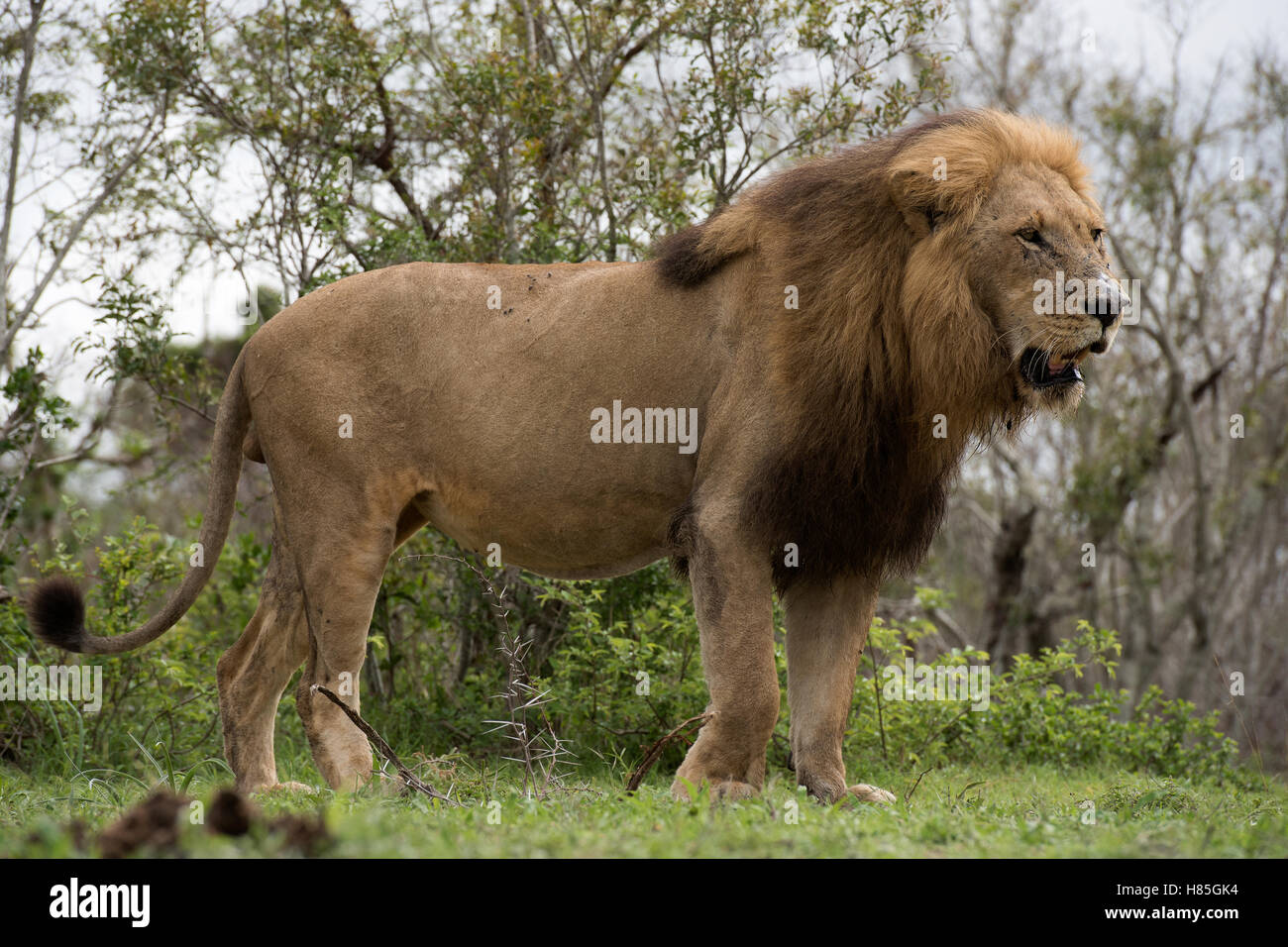 African Lion (Panthera leo) male, Sabi-sands Game Reserve, South Africa ...