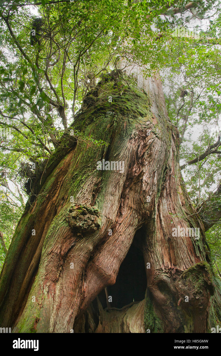 Japanese cedar tree hi-res stock photography and images - Alamy