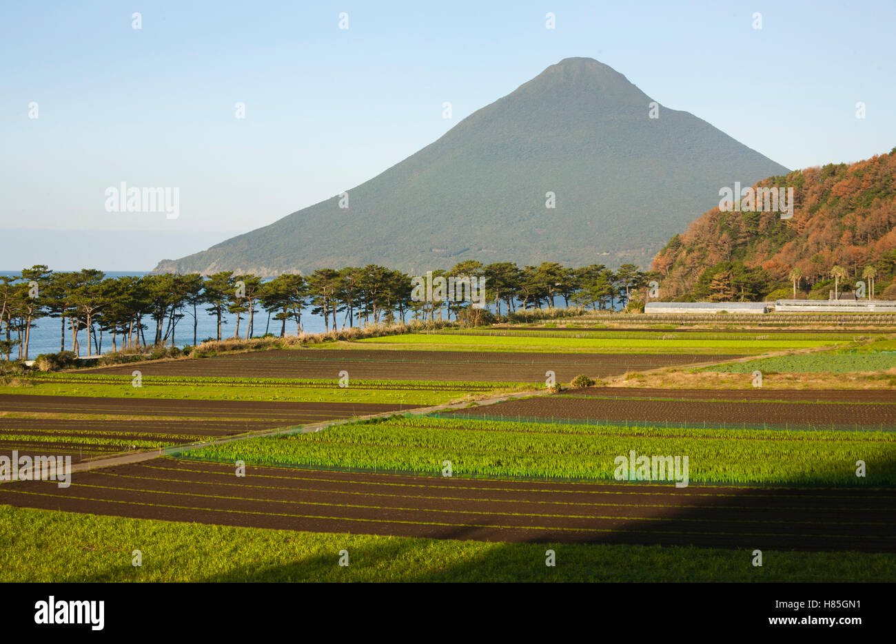 Fields below volcano, Mount Kaimondake, Satsuma Peninsula, Kyushu ...