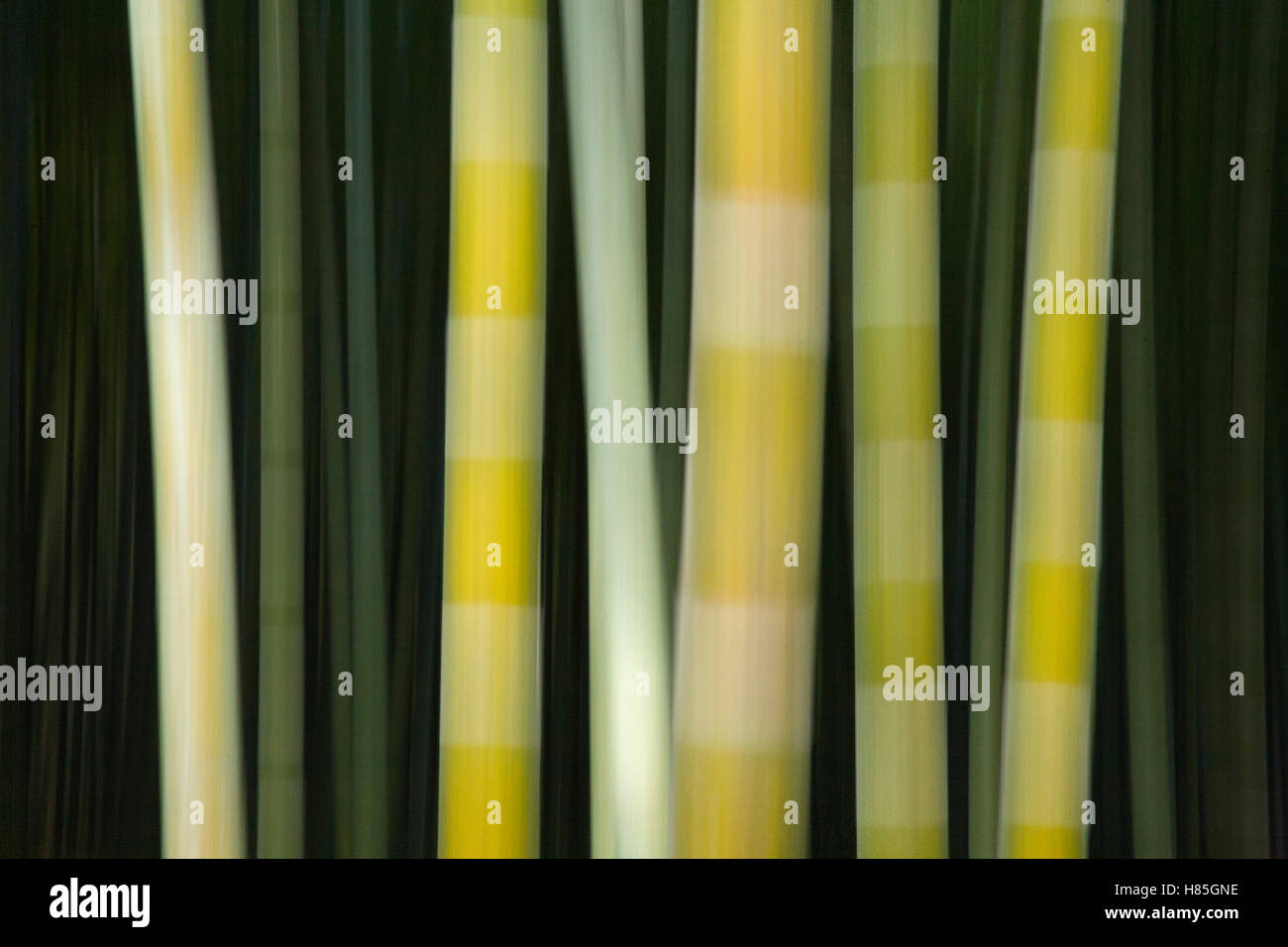 Bamboo (Bambusa sp) stems, Kyoto, Japan Stock Photo - Alamy