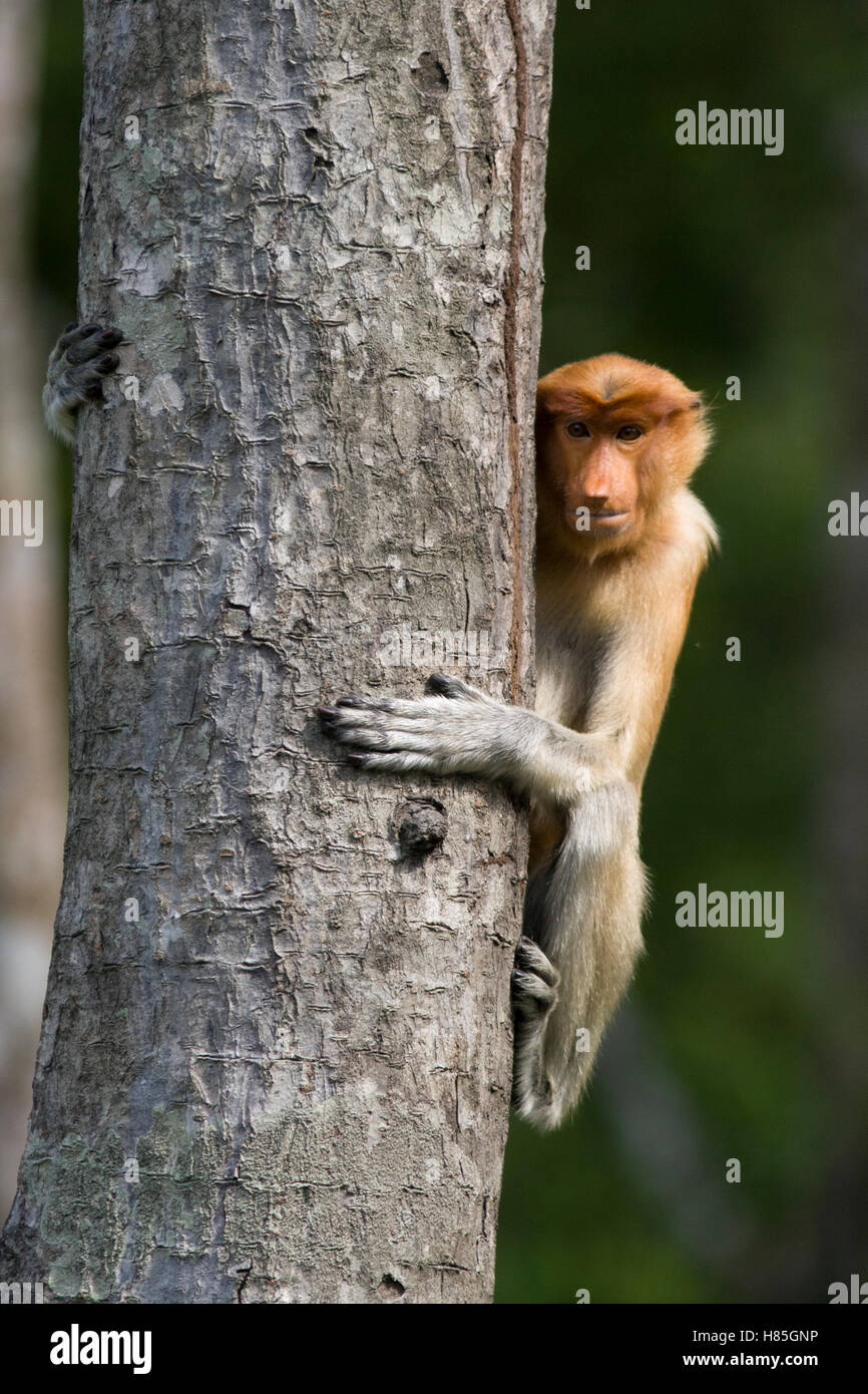 Proboscis Monkey (Nasalis larvatus) in tree, Sabah, Borneo, Malaysia ...