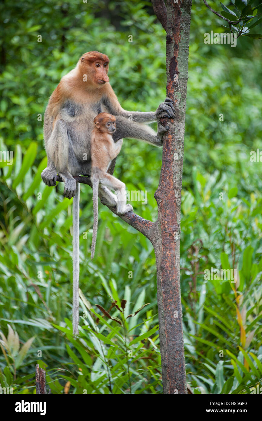 Proboscis Monkey (Nasalis larvatus) mother and two month old baby ...